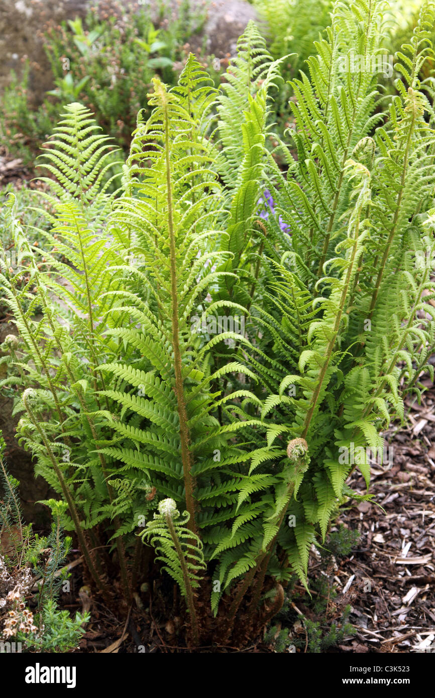 A fern growing outside in a British garden Stock Photo - Alamy
