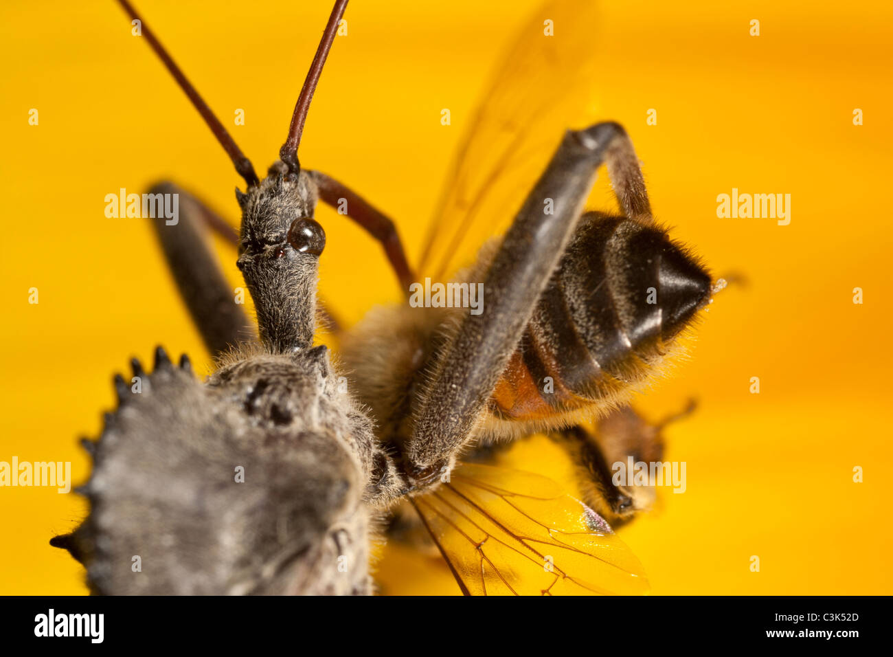 Bug eating hi-res stock photography and images - Alamy
