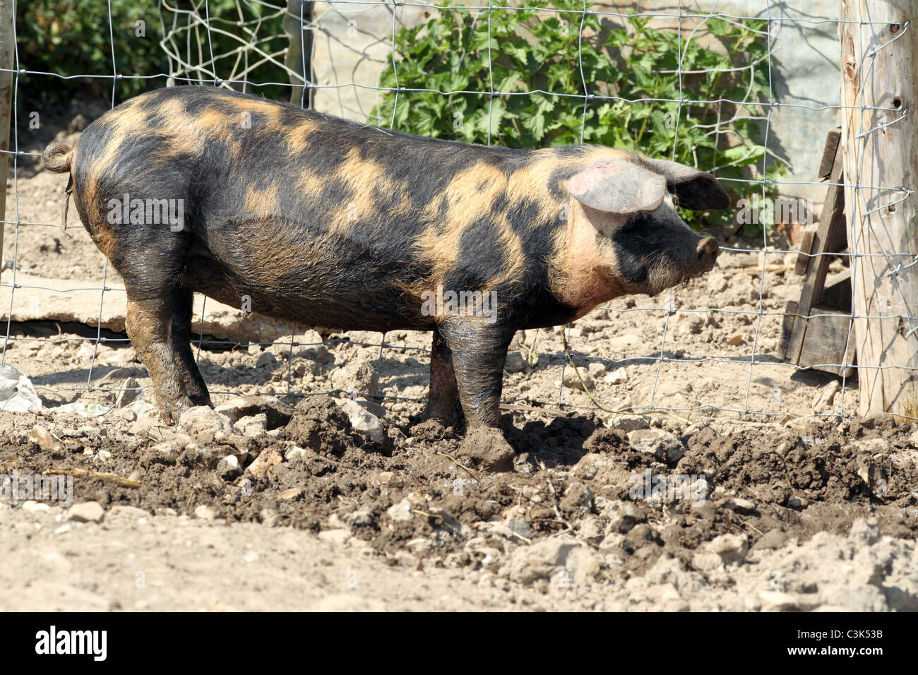 A Oxford Sandy and Black Pig in a farm yard Stock Photo - Alamy