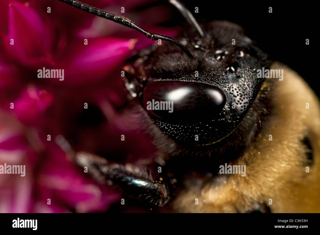 Bee eye close up hi-res stock photography and images - Alamy