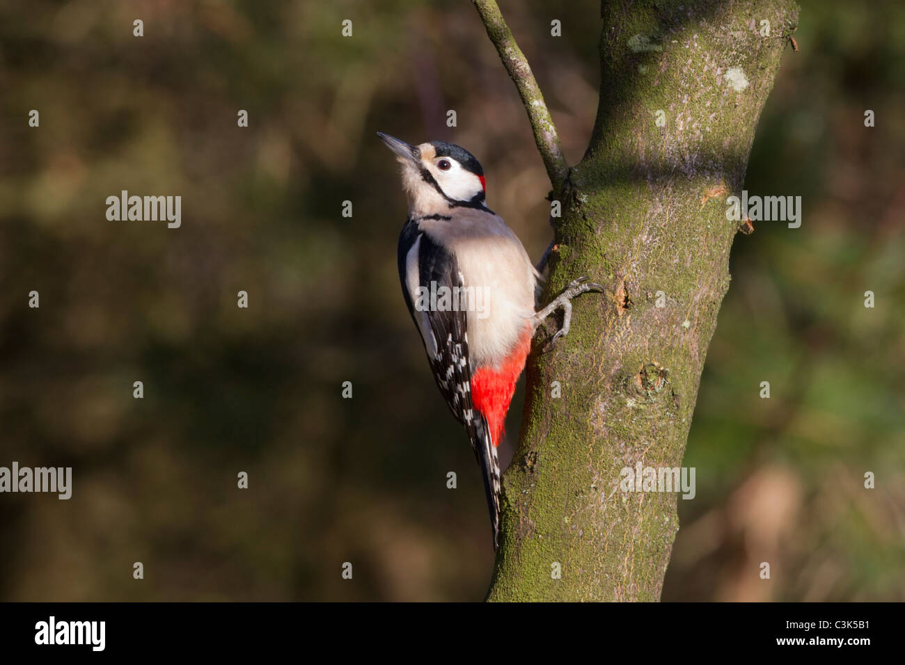 Woodpecker feet hi-res stock photography and images - Alamy
