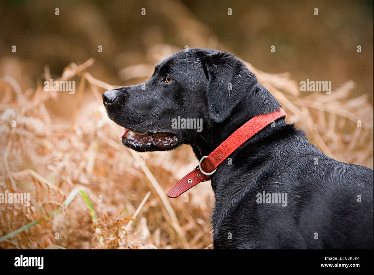 Black labrador in field Stock Photo - Alamy