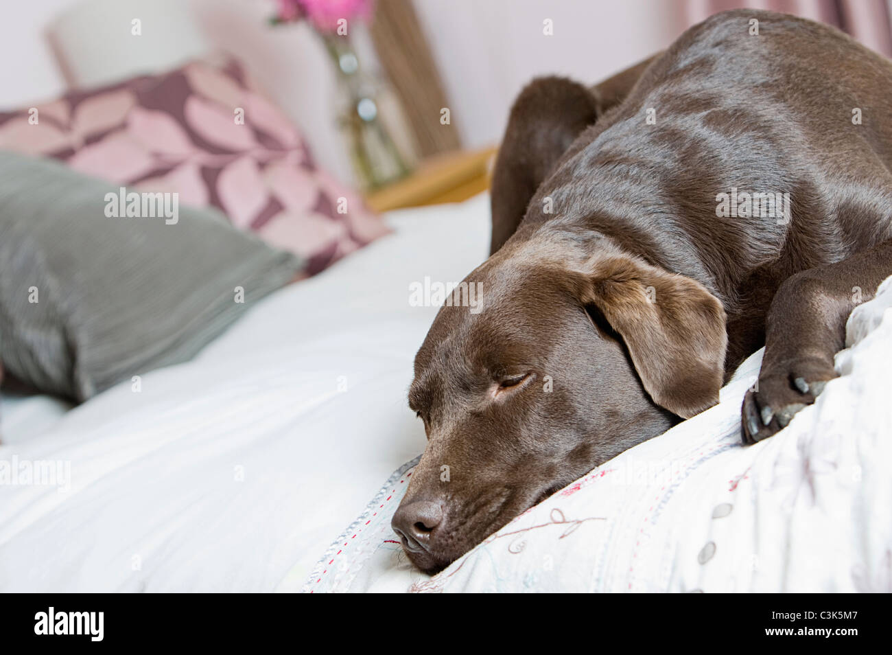 Labrador Sleeping Dog Bed Not Puppy High Resolution Stock Photography ...