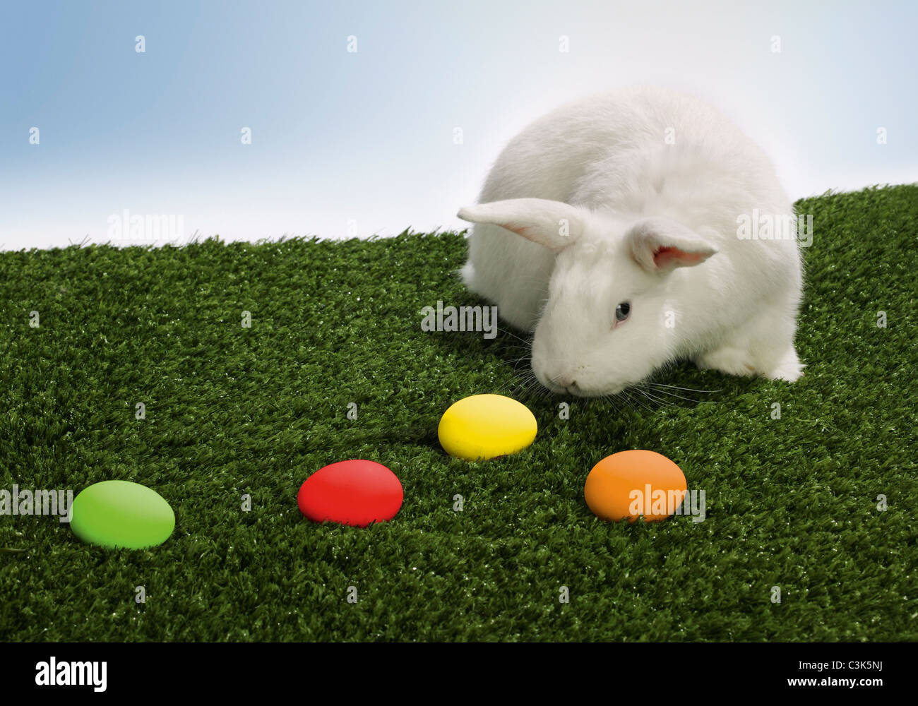 Rabbit sniffing easter eggs Stock Photo - Alamy