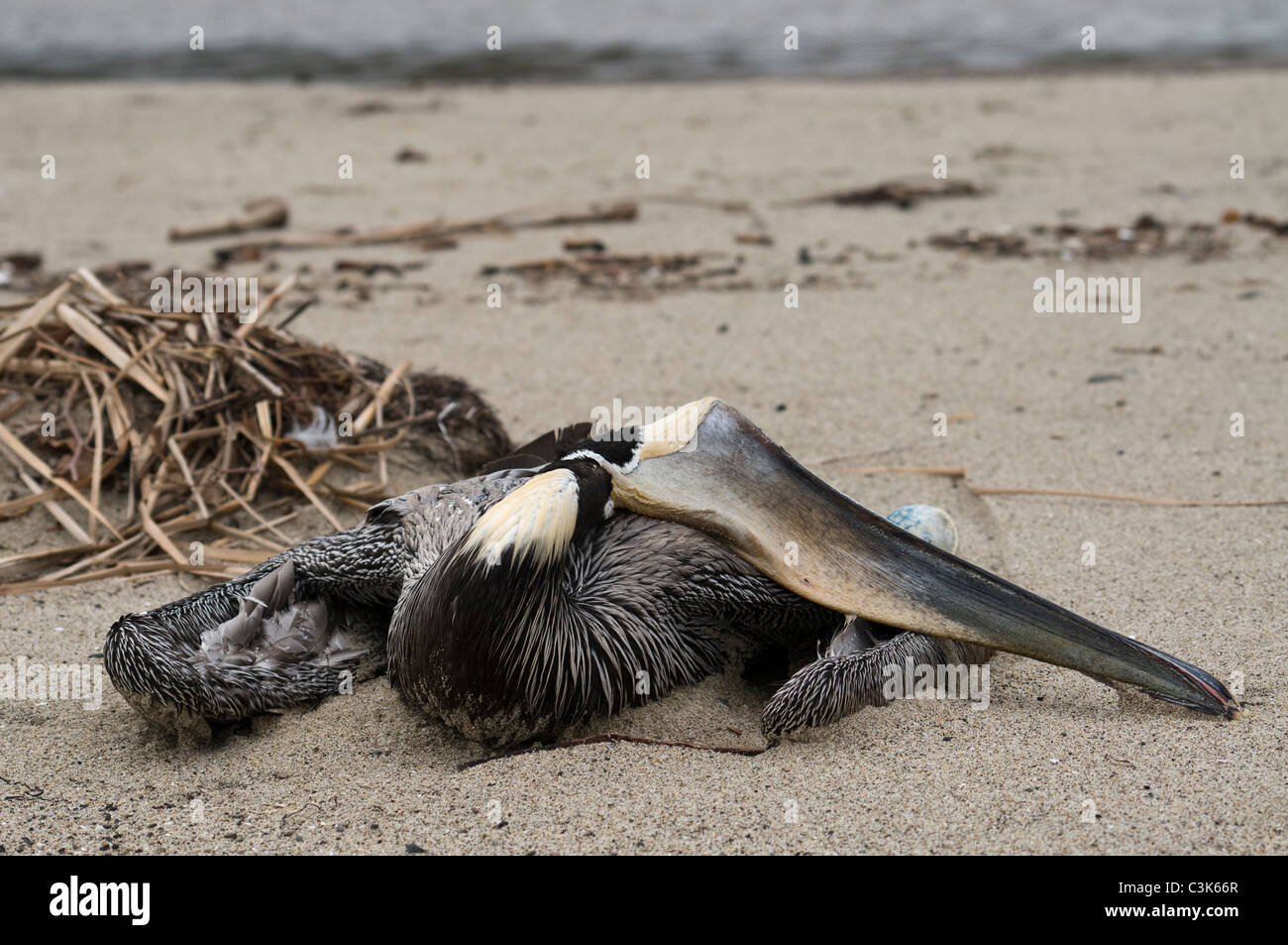 Dead warning hi-res stock photography and images - Alamy