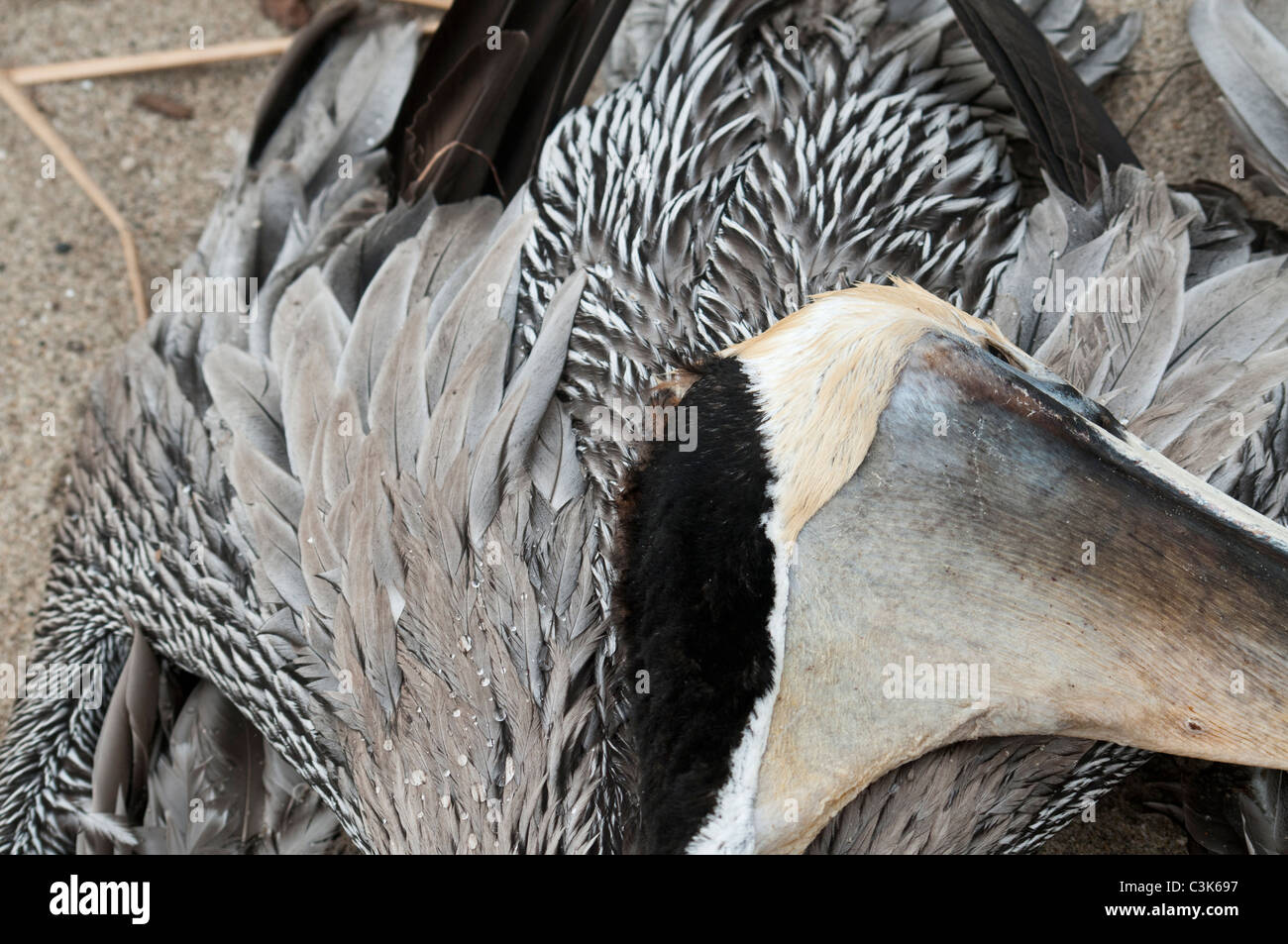 Dead warning hi-res stock photography and images - Alamy