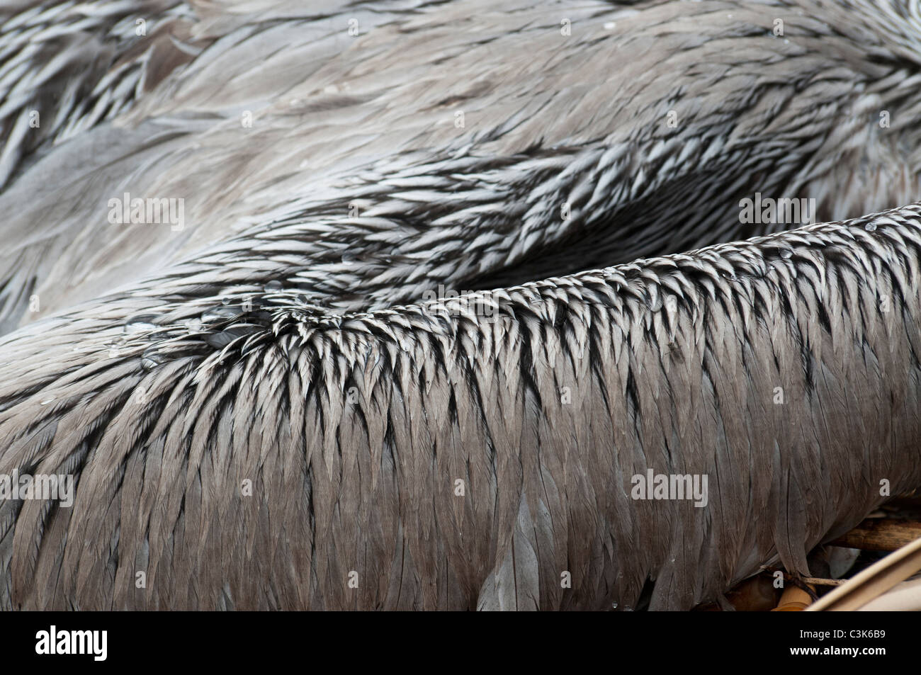 Dead Brown Pelican at Malibu, California, USA Stock Photo - Alamy