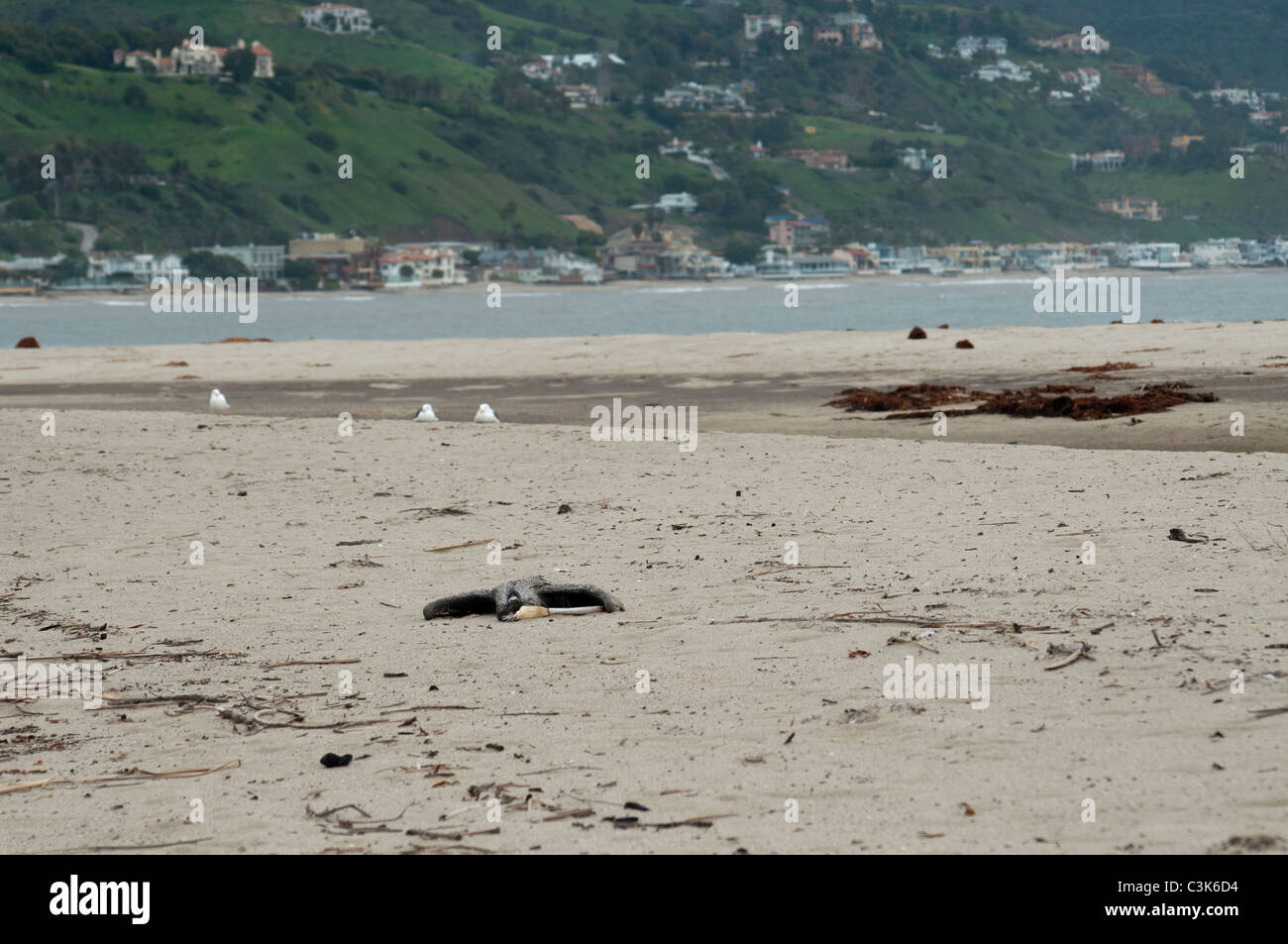 Dead pelican hi-res stock photography and images - Alamy