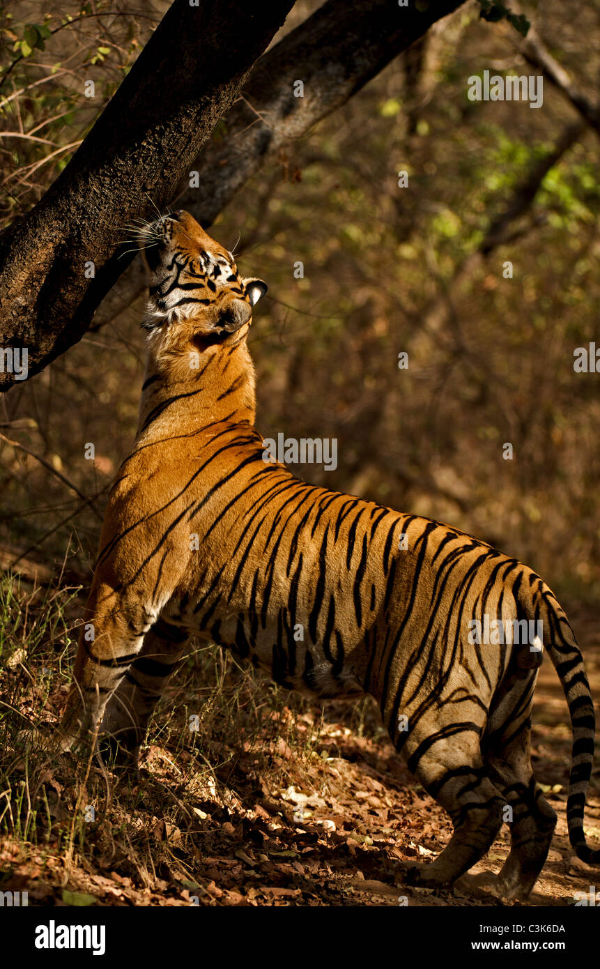 Male Bengal tiger marking territory Ranthambhore national park Stock ...