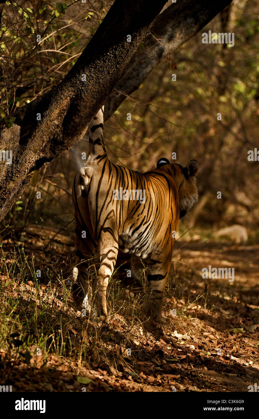 Male Bengal tiger marking territory Ranthambhore national park Stock ...