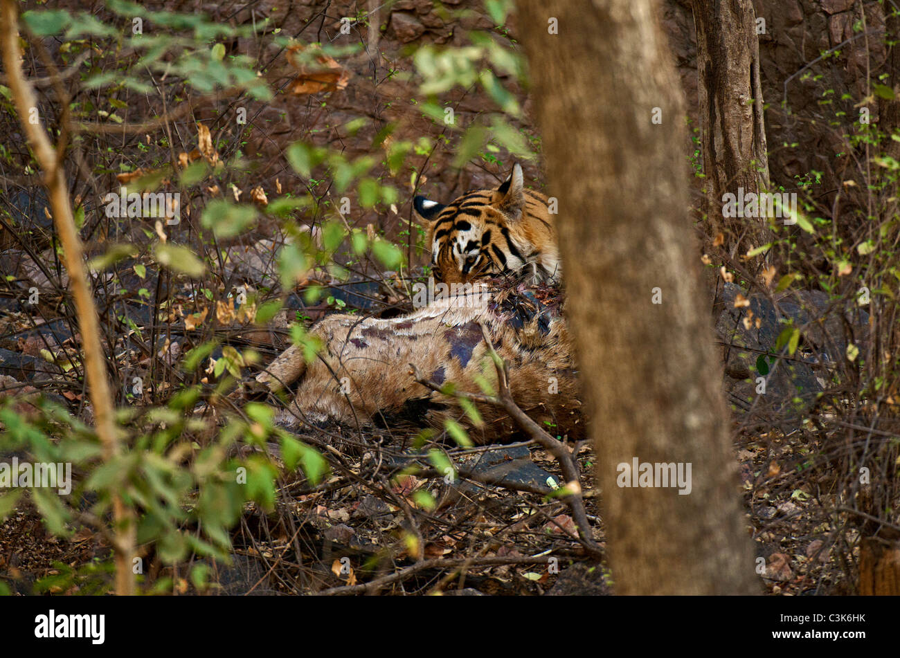 Male Bengal tiger eating a spotted deer kill in Ranthambhore national ...
