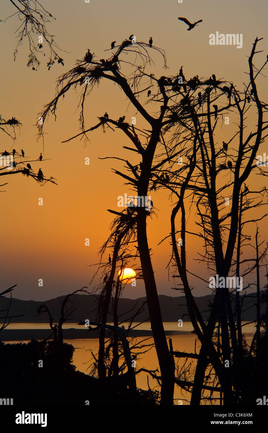 Heron and Cormorant nests in trees at sunset at Bird Rookery in Morro ...