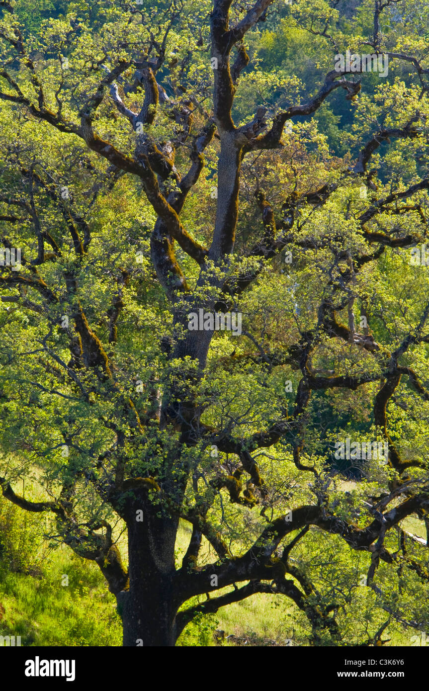 Oak tree in Spring, Big Sur Coast, Monterey County, California Oak tree ...