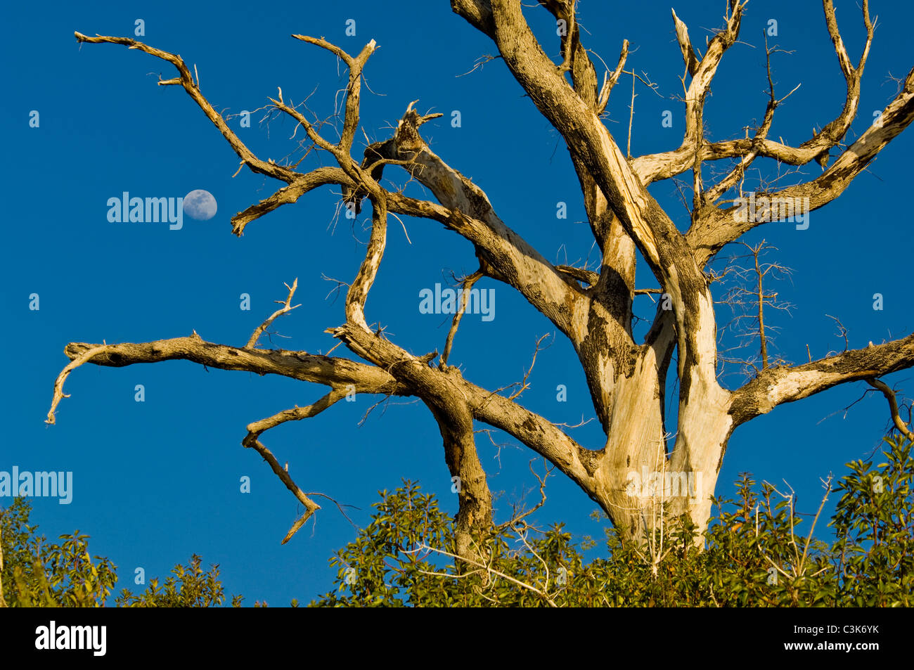 Moon and barren dead tree trunk and branches, Ventana Wilderness, Los ...