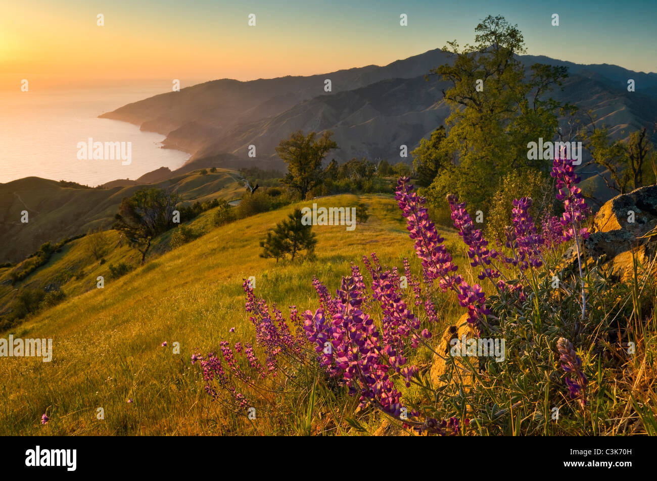 Purple california wildflowers hi-res stock photography and images - Alamy