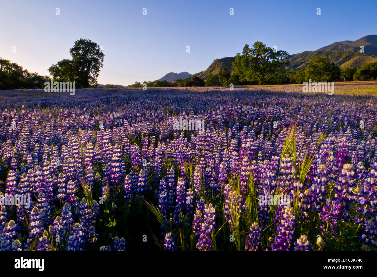 Field of purple lupine wildflowers and oak trees in Spring, Ventana ...