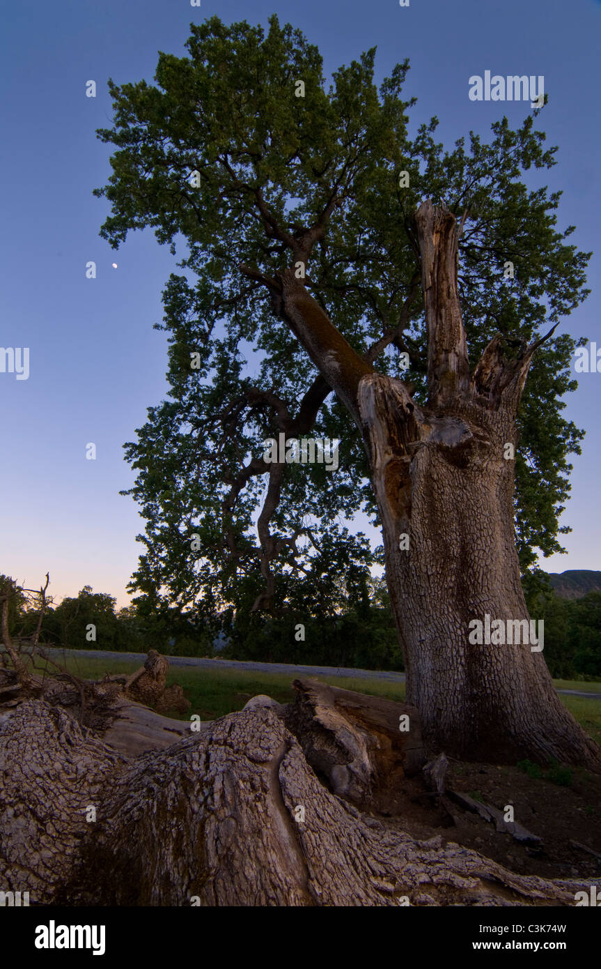 Round oak tree hi-res stock photography and images - Alamy