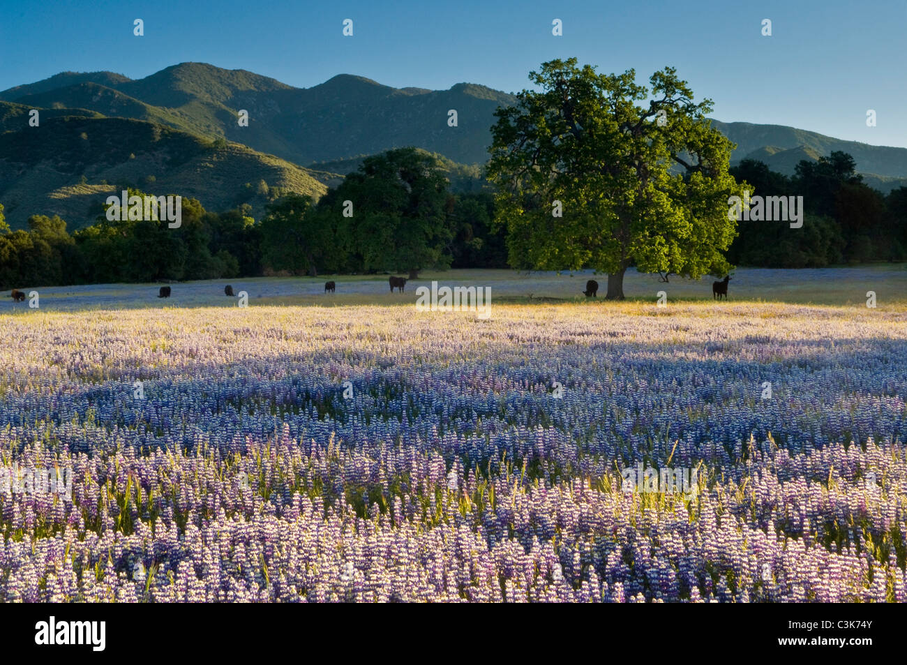 Field of purple lupine wildflowers and oak trees in Spring, Ventana ...