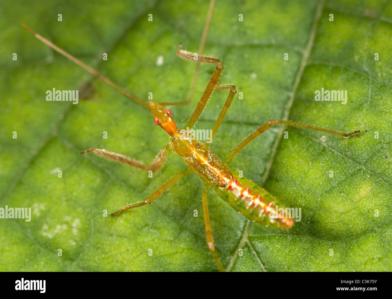 Assassin bug nymph (Zelus luridus), late instar Stock Photo - Alamy