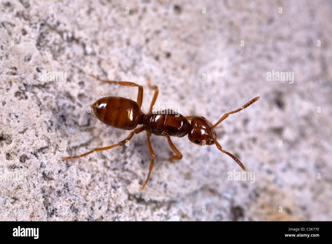 Ant on rock hi-res stock photography and images - Alamy