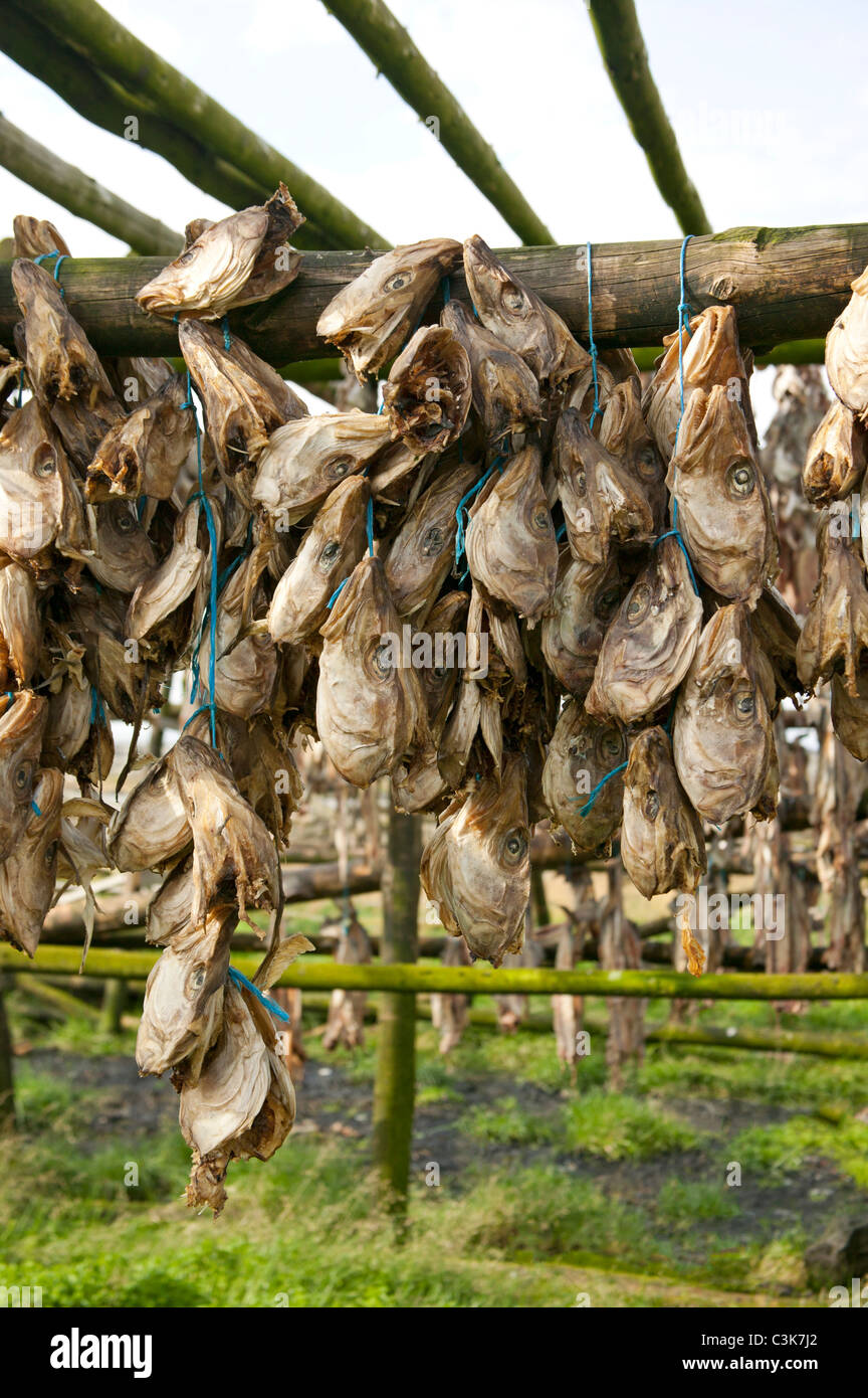 fish dries on racks in Iceland Stock Photo - Alamy