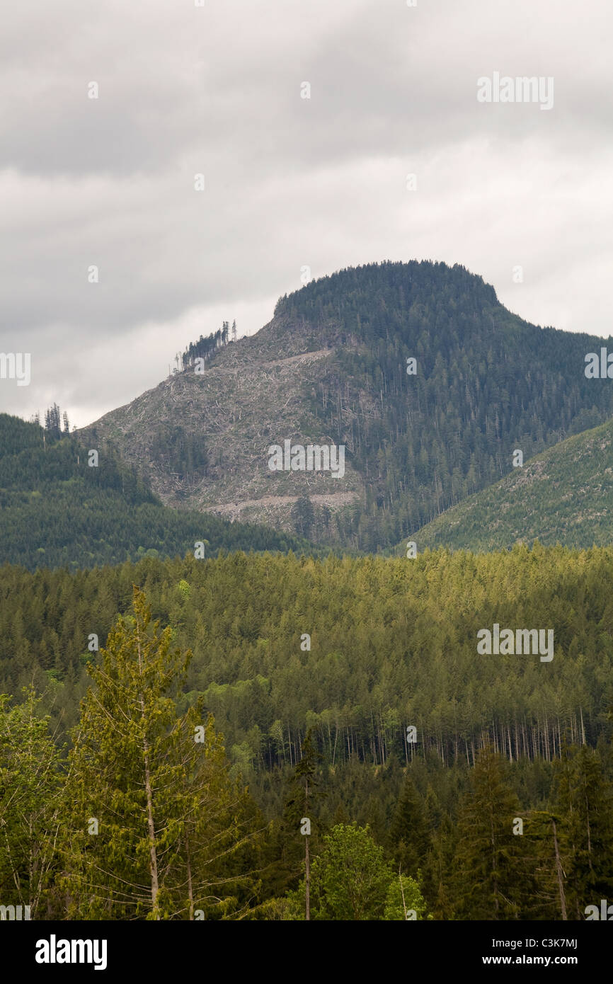One of many clear cuts on Vancouver Island Stock Photo - Alamy
