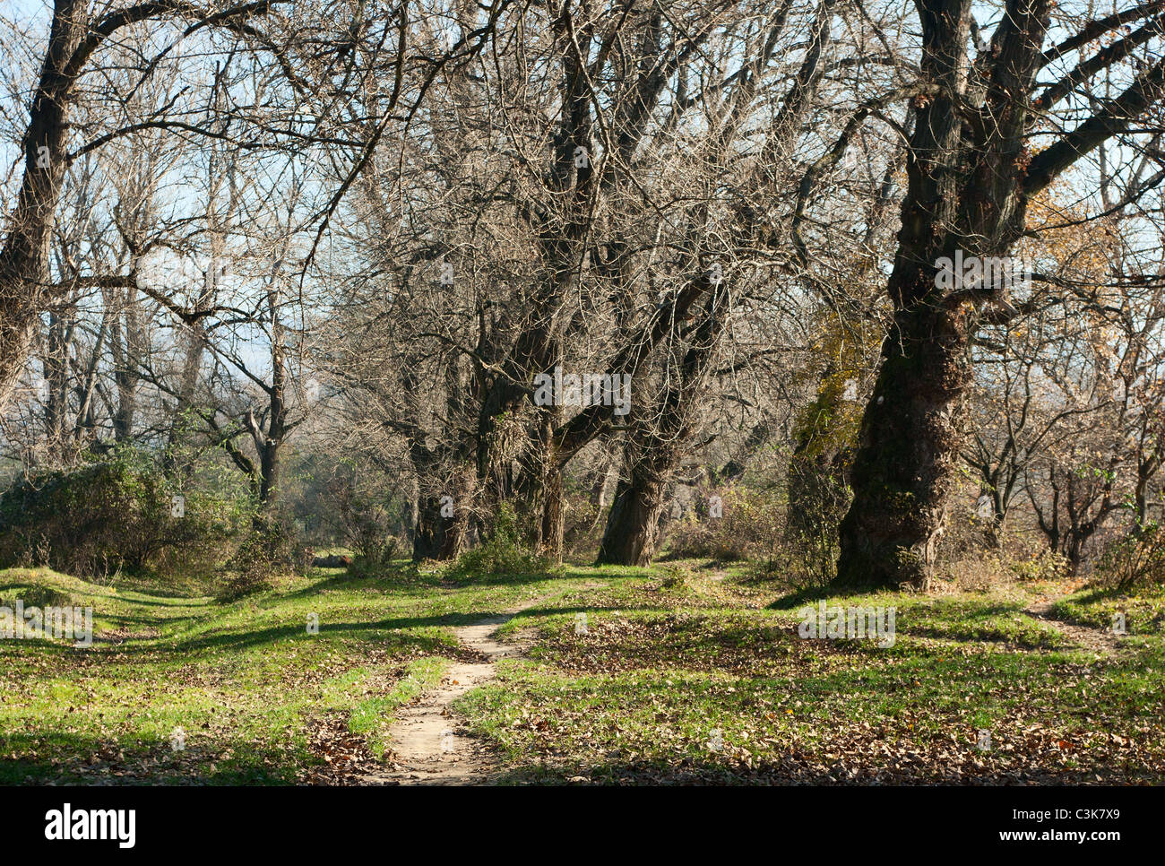 Autumnal path between old trees Stock Photo - Alamy