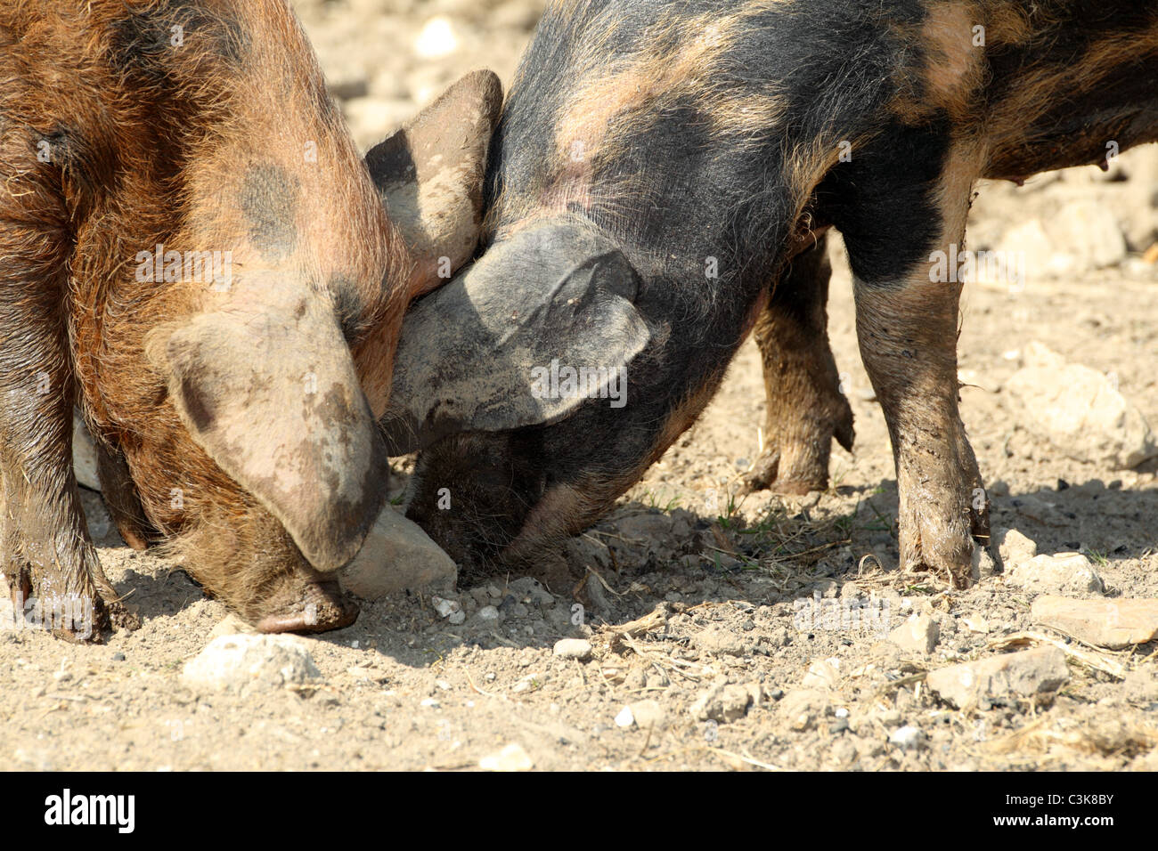 Rearing Pigs Stock Photos & Rearing Pigs Stock Images - Alamy