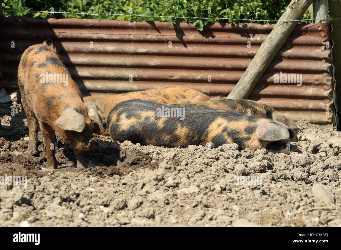 Oxford sandy hi-res stock photography and images - Alamy