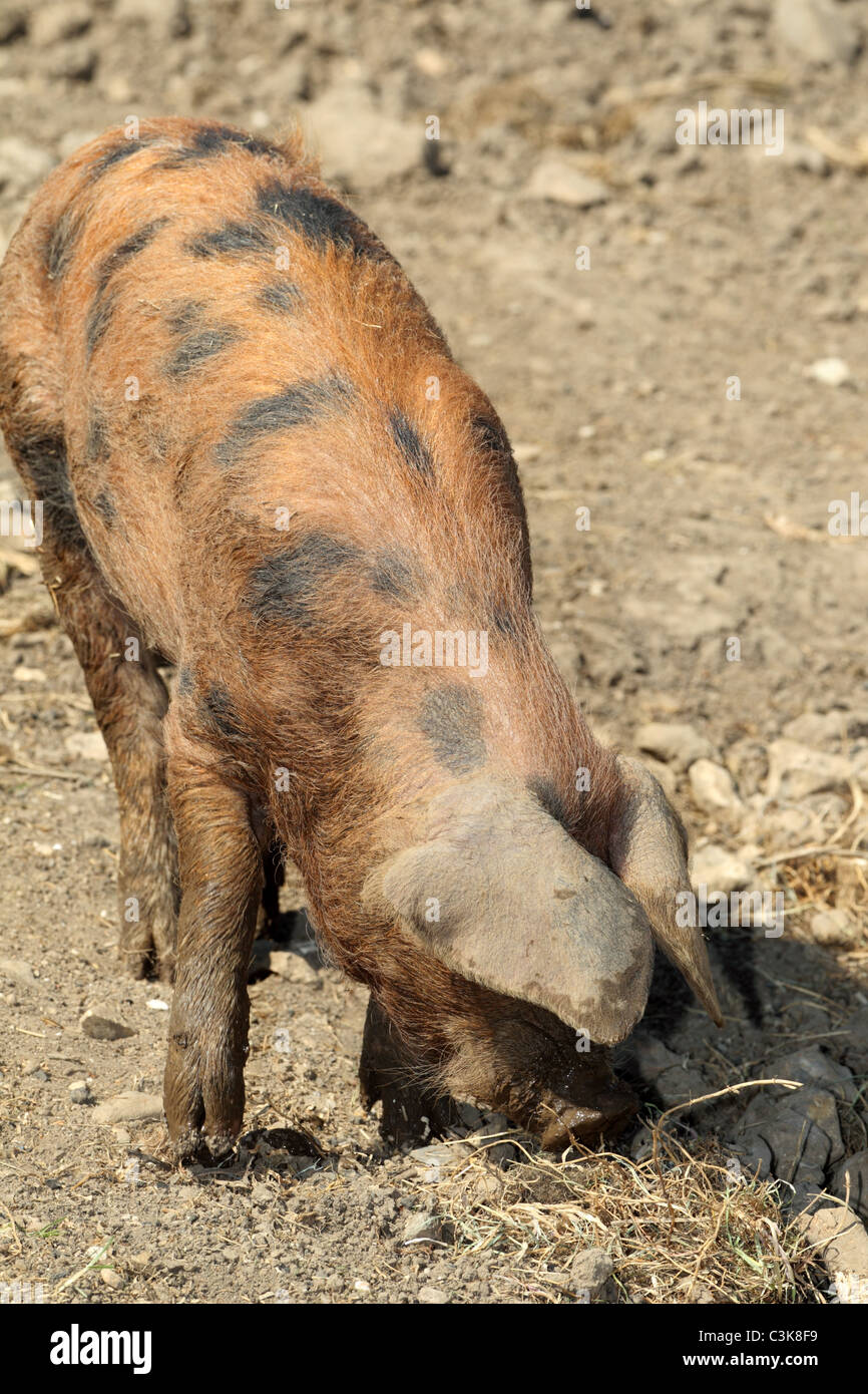 Oxford sandy and black hi-res stock photography and images - Alamy