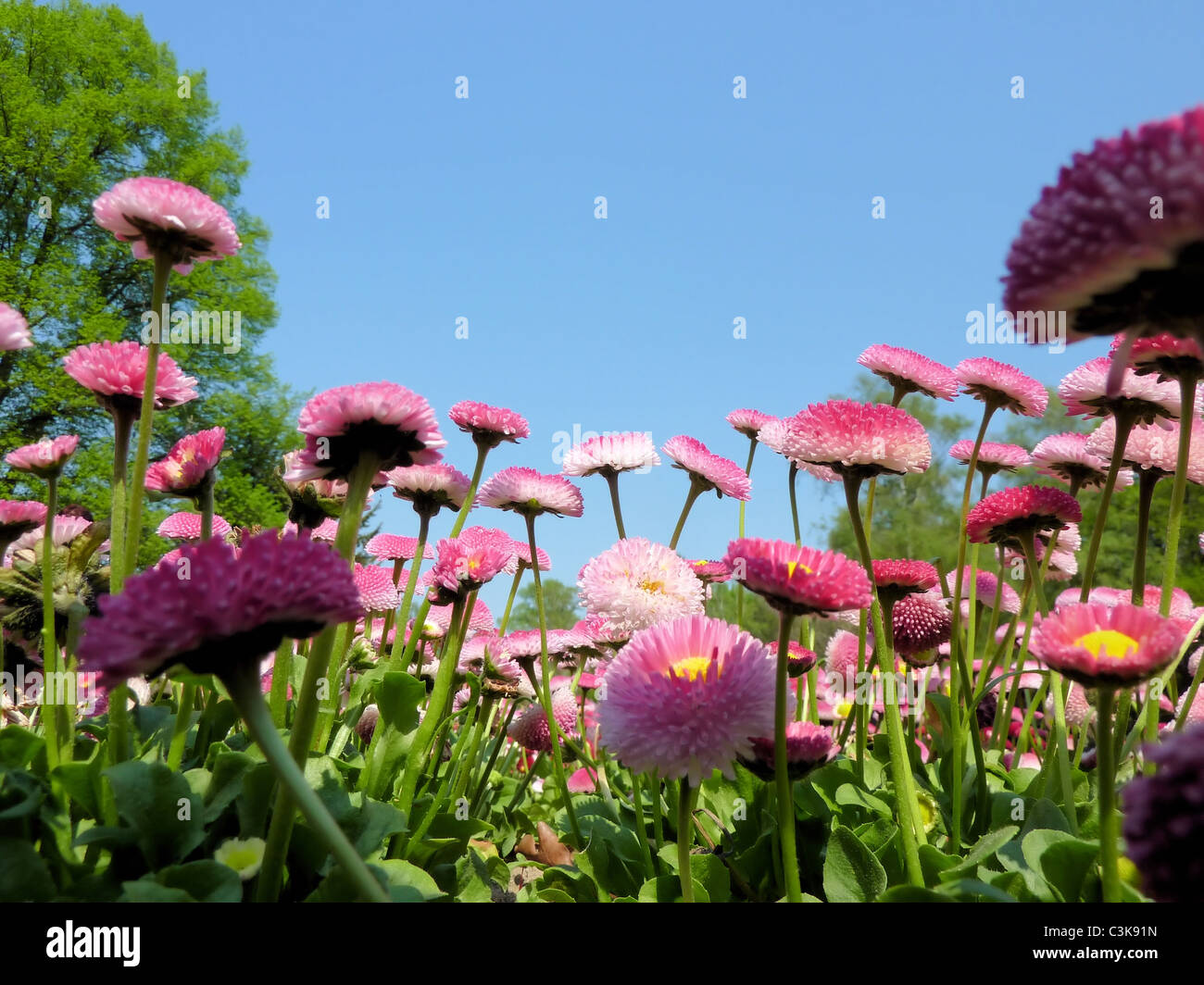 daisy in the botanical garden Stock Photo - Alamy