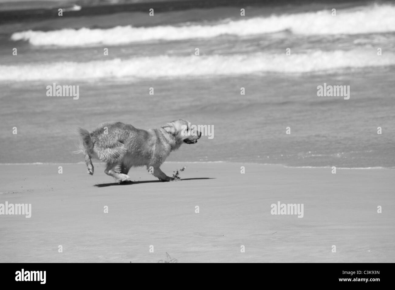 dog running on beach Stock Photo - Alamy