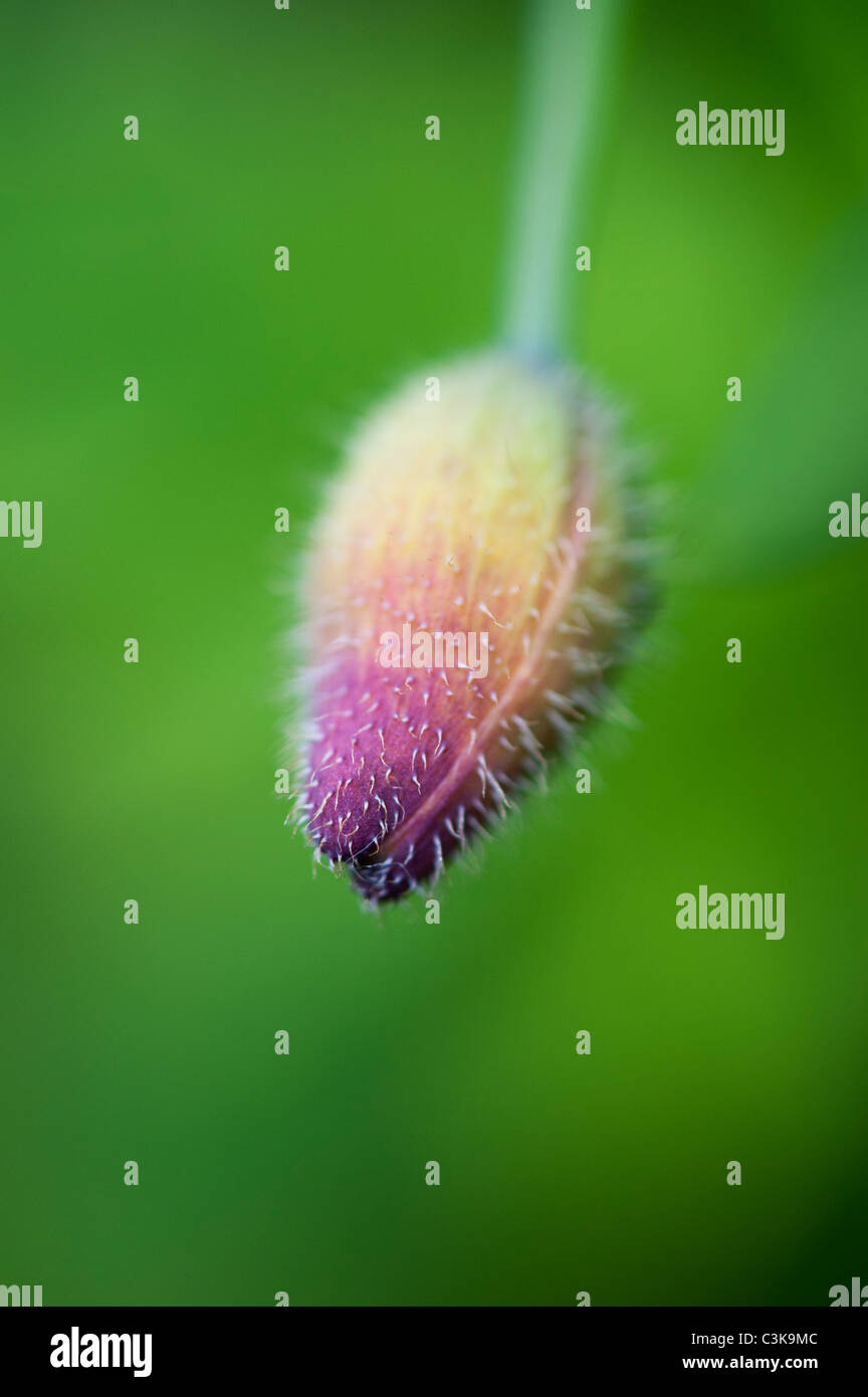 Meconopsis cambrica. Welsh Poppy flower bud against a green background ...