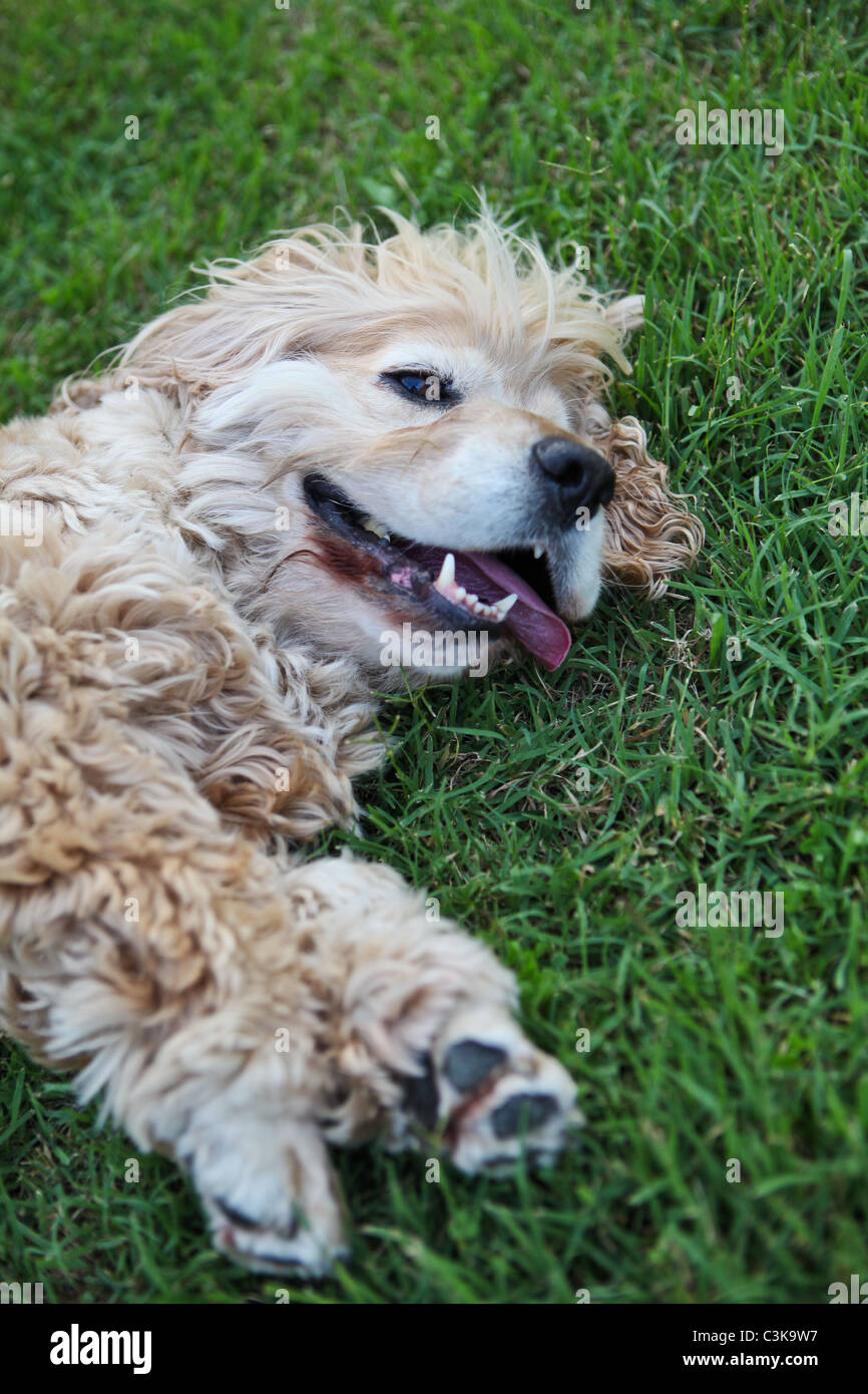Spoodle dog hi-res stock photography and images - Alamy