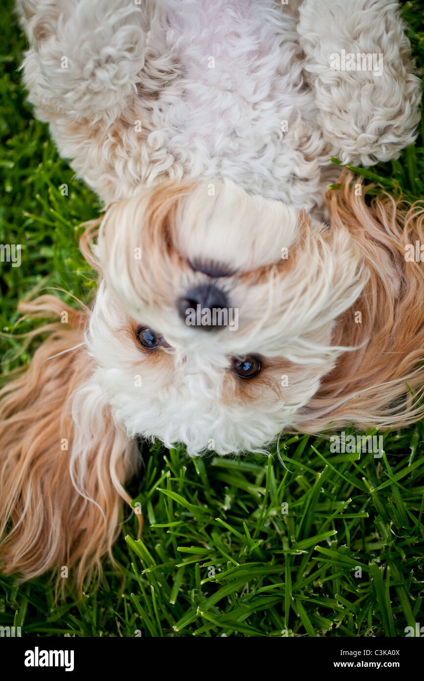 Spoodle dog hi-res stock photography and images - Alamy