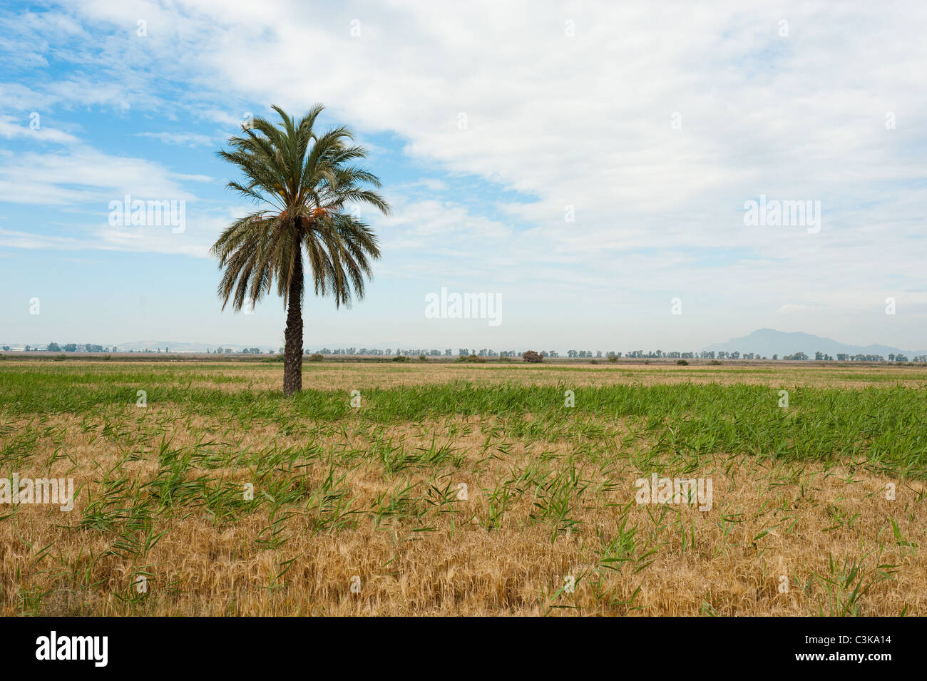 Flat plain one tree hi-res stock photography and images - Alamy