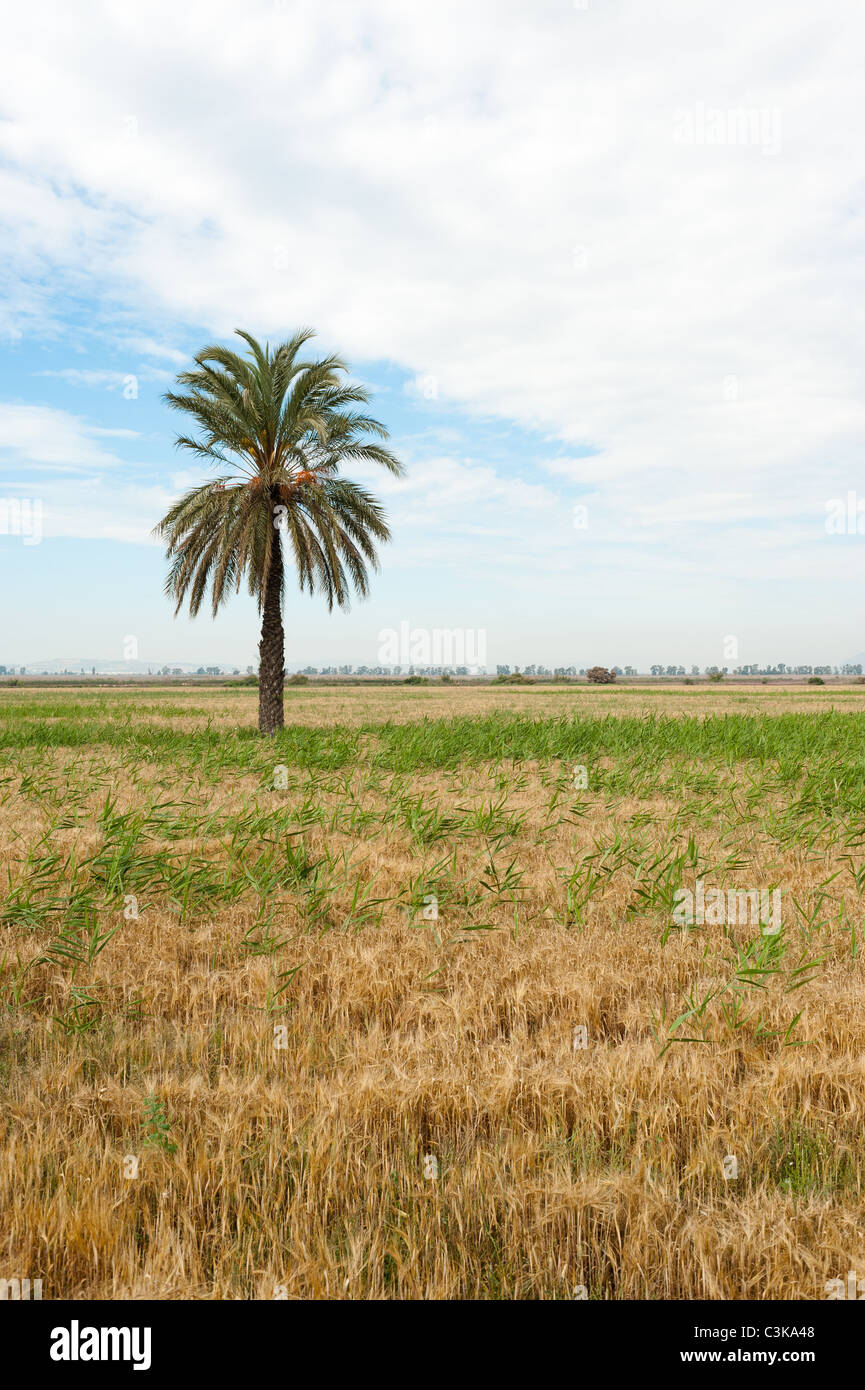 Lonesome prairie landscape with a solitary palm tree Stock Photo - Alamy