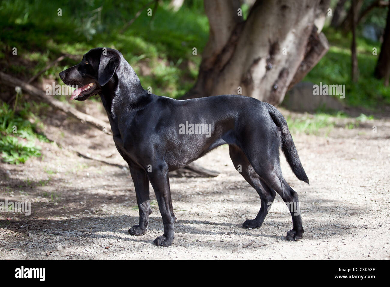 Black labrador aged 3 years old Stock Photo - Alamy