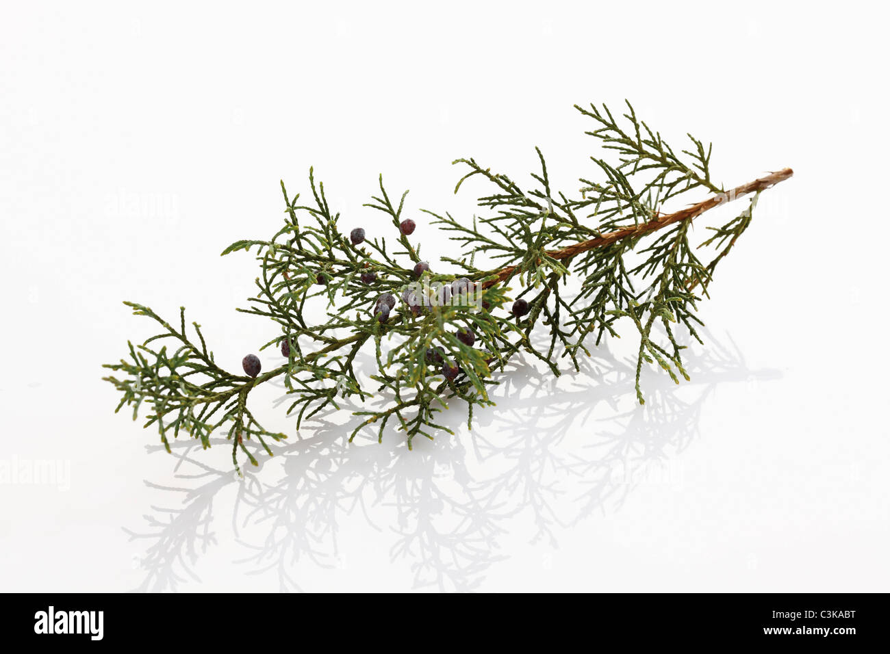 Juniper close up hi-res stock photography and images - Alamy