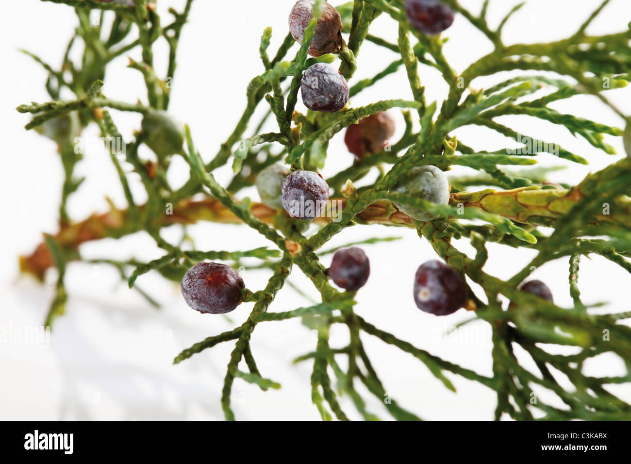 Twig of common juniper with berries, close-up Stock Photo - Alamy
