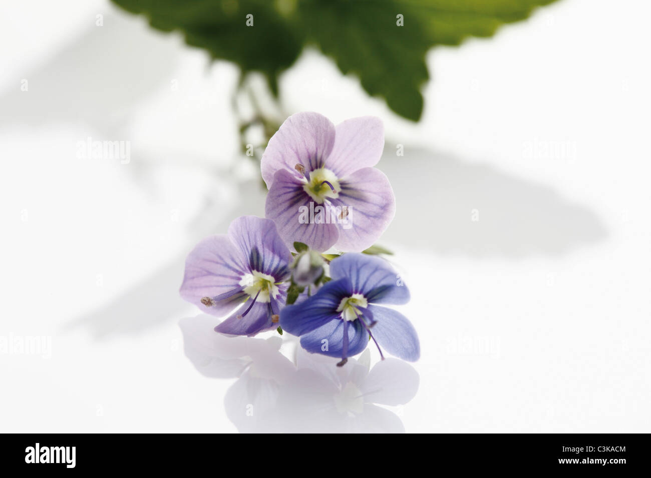 Veronica flower hi-res stock photography and images - Alamy