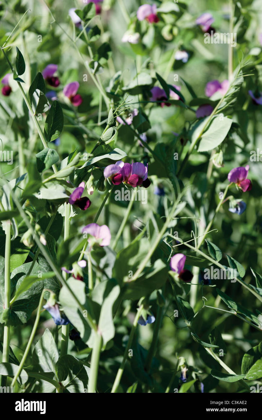 Peas plant in feld Stock Photo - Alamy