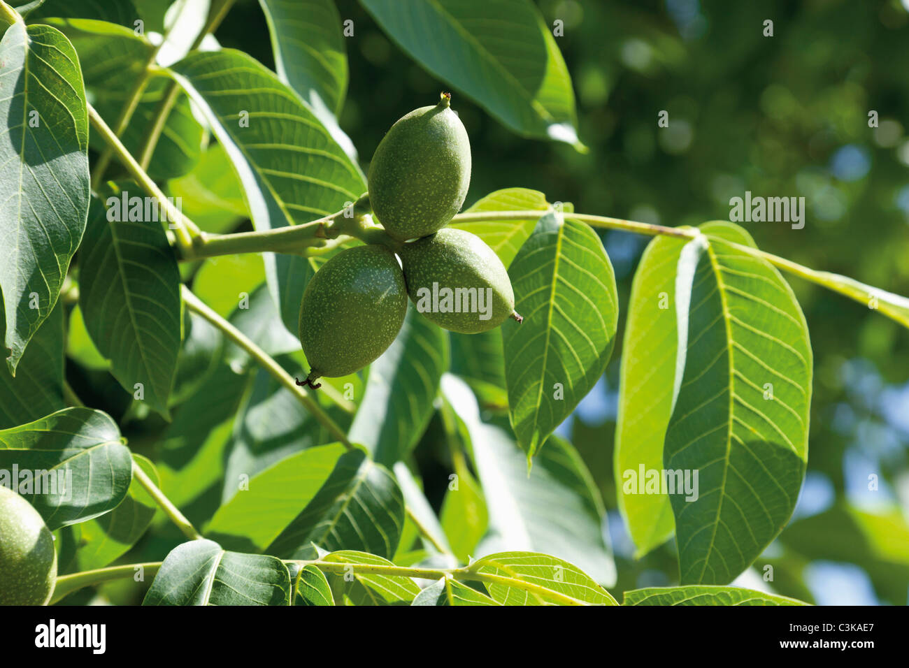 Close up walnut tree hi-res stock photography and images - Alamy