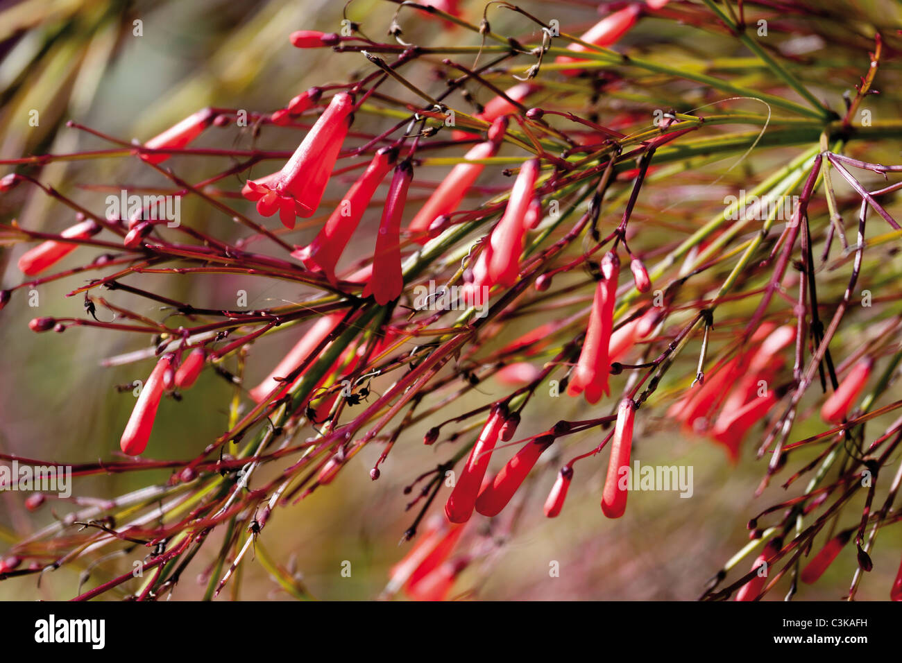Firecracker plant, close up Stock Photo - Alamy