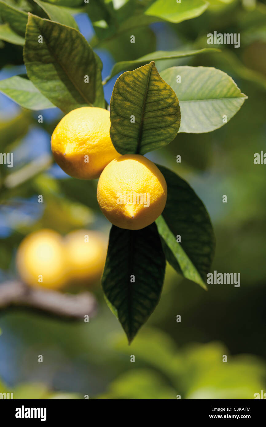 Lemon tree, close up Stock Photo - Alamy