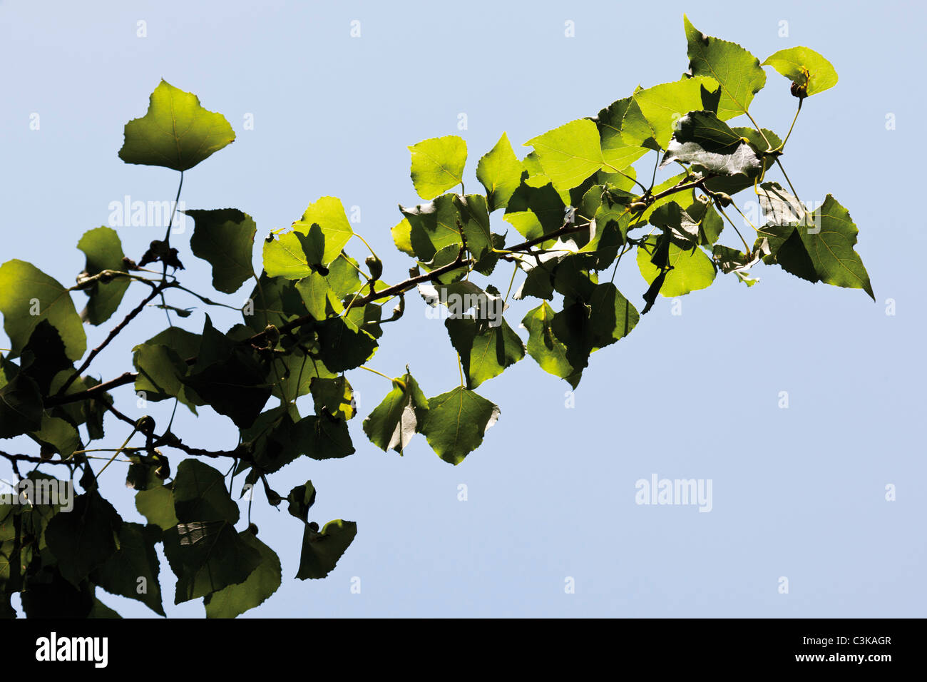 Poplar tree leaf hi-res stock photography and images - Alamy