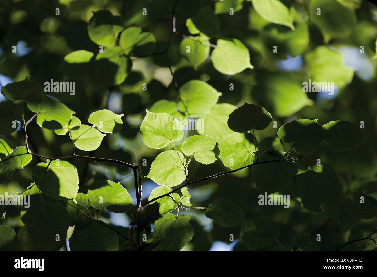 Germany, View of linden tree, close up Stock Photo - Alamy