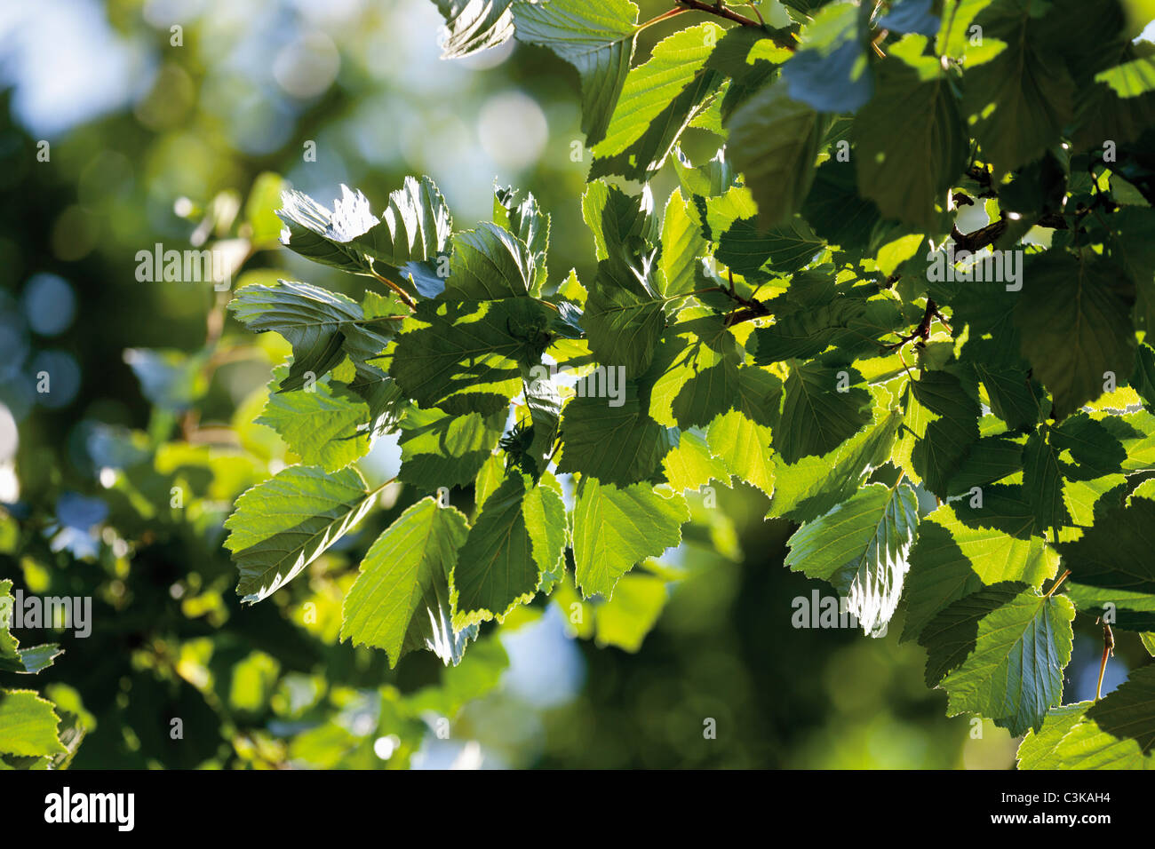 Turkish hazel tree hi-res stock photography and images - Alamy