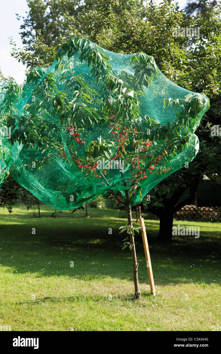 Cherry Tree Net