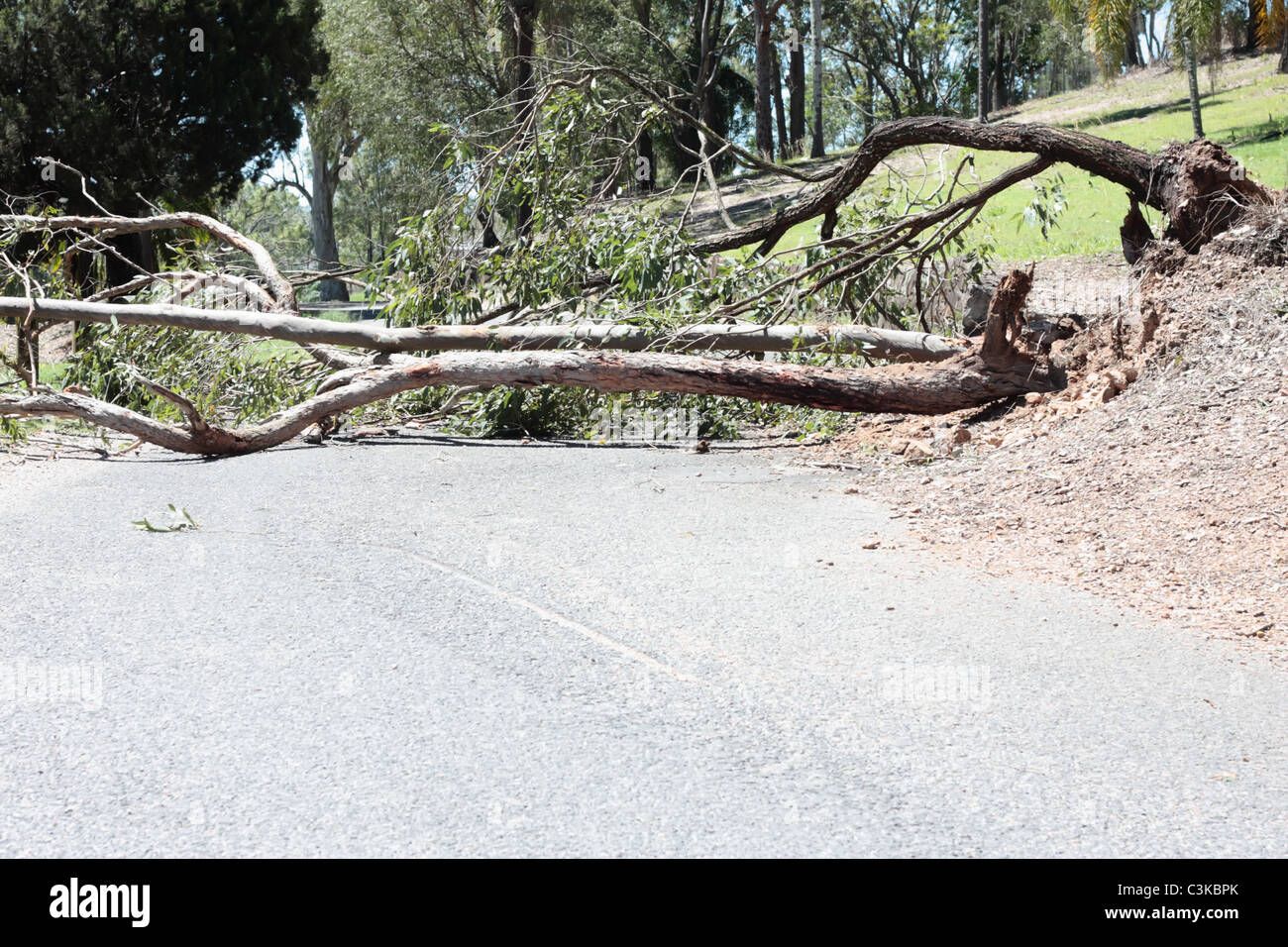 Fallen Tree on the Road due to Heavy Stormy Weather Stock Photo - Alamy